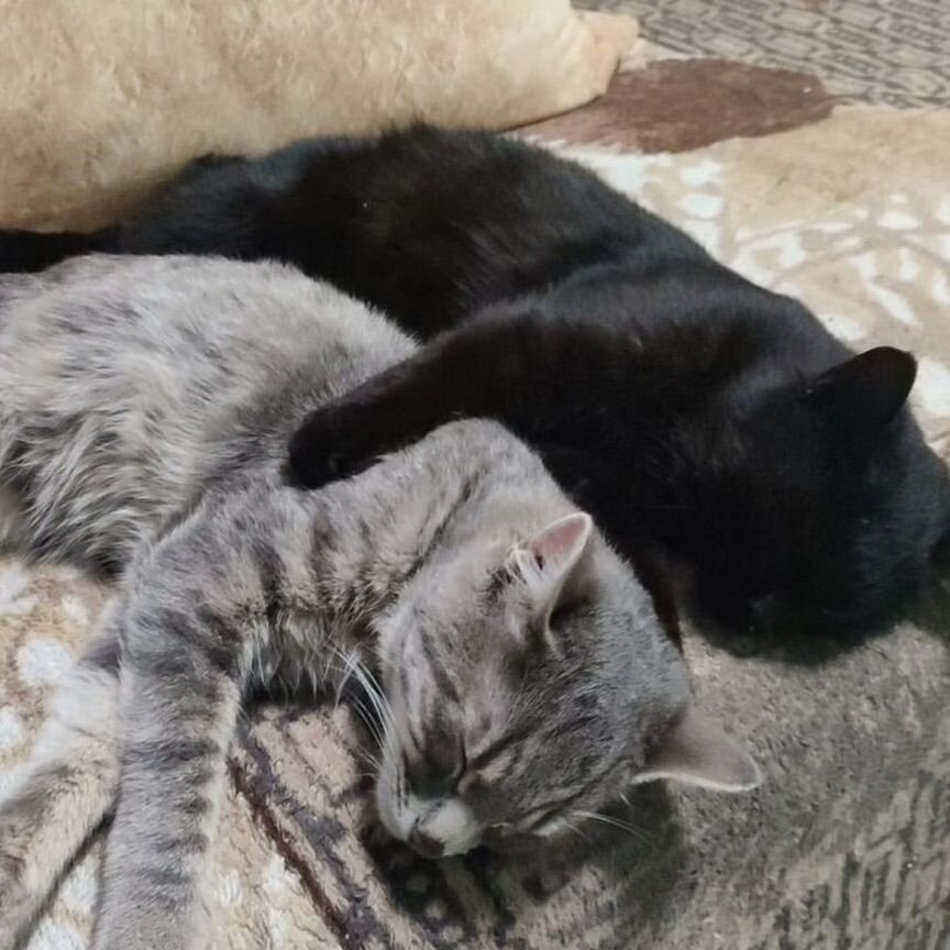 Кот и кошка