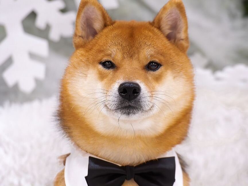 Мальчик на вязку сиба шиба