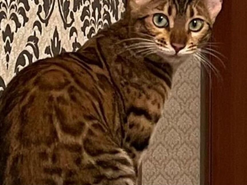 Бенгальская кошка