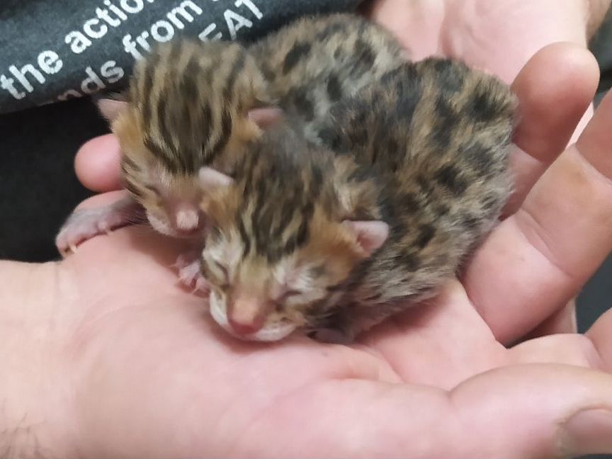 Бенгальские котята