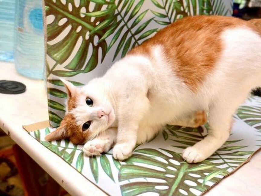 Рыжий кот ищет дом