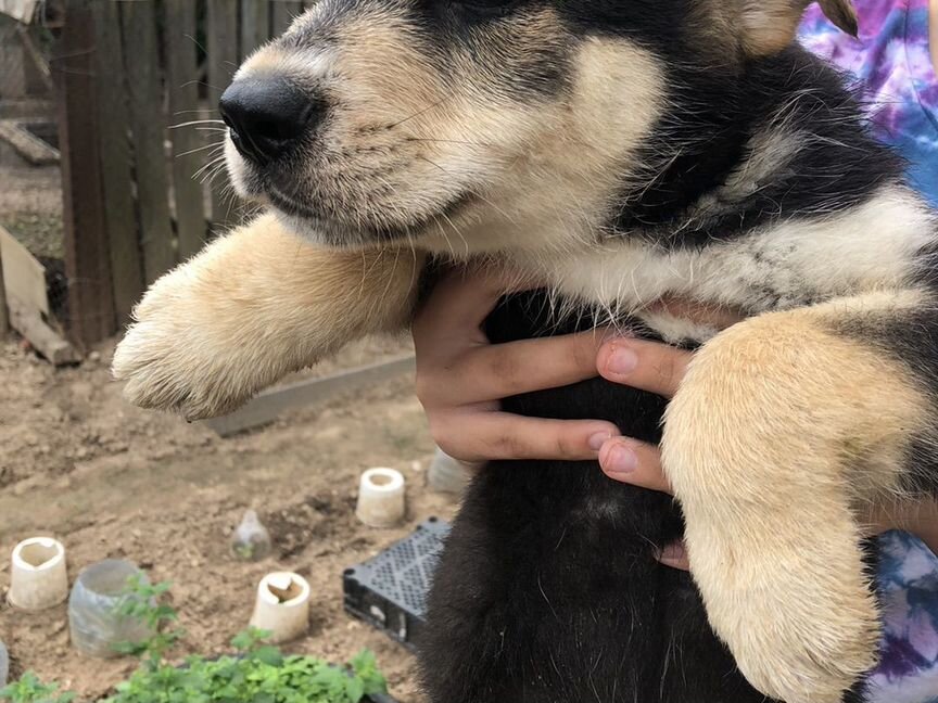 Щенок крупный маламут