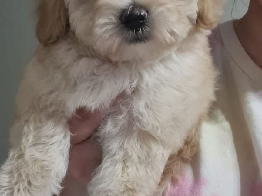 Мальтипу ф1 мини