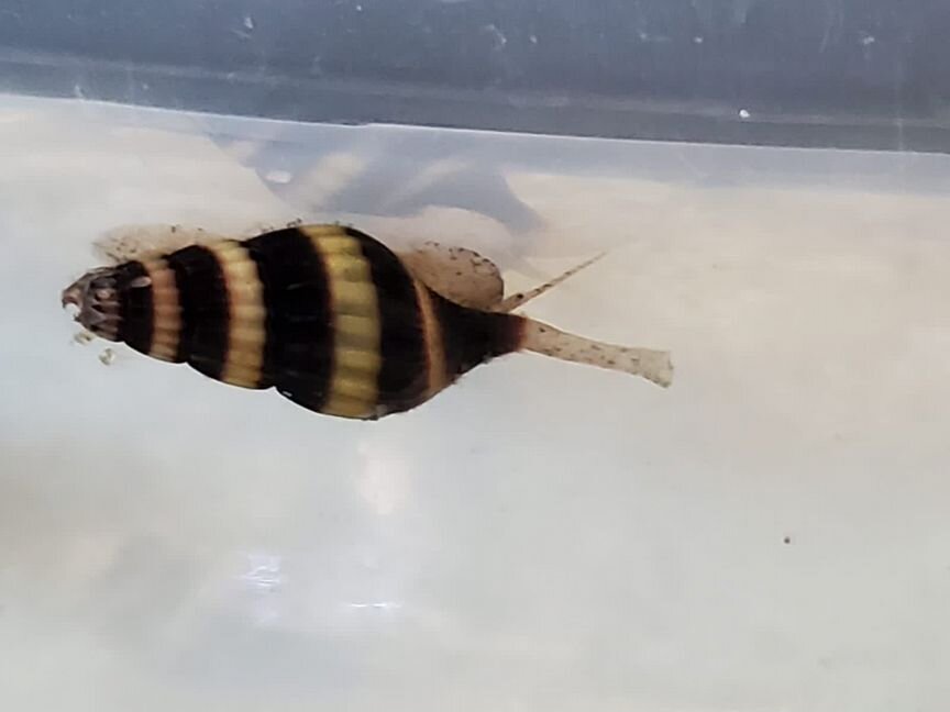 Улитка Хелена