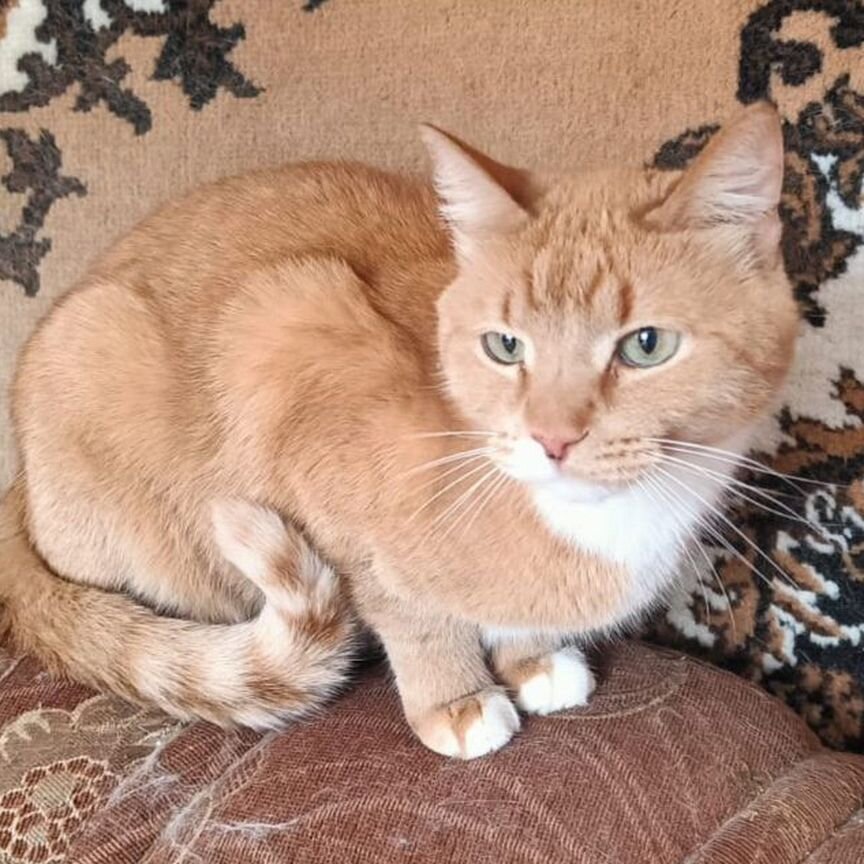 Котик в добрые руки мальчик