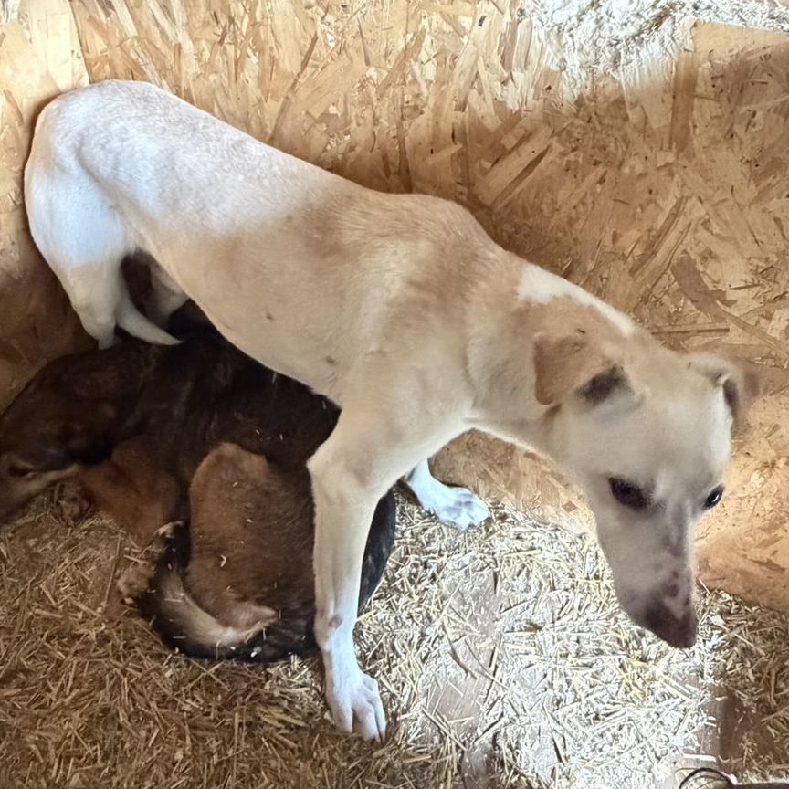 Взрослый пёс в добрые руки