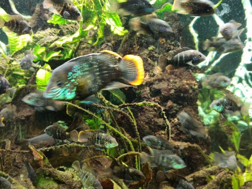 Акара бирюзовая