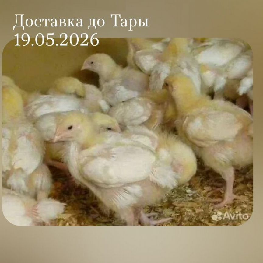 Цыпленок