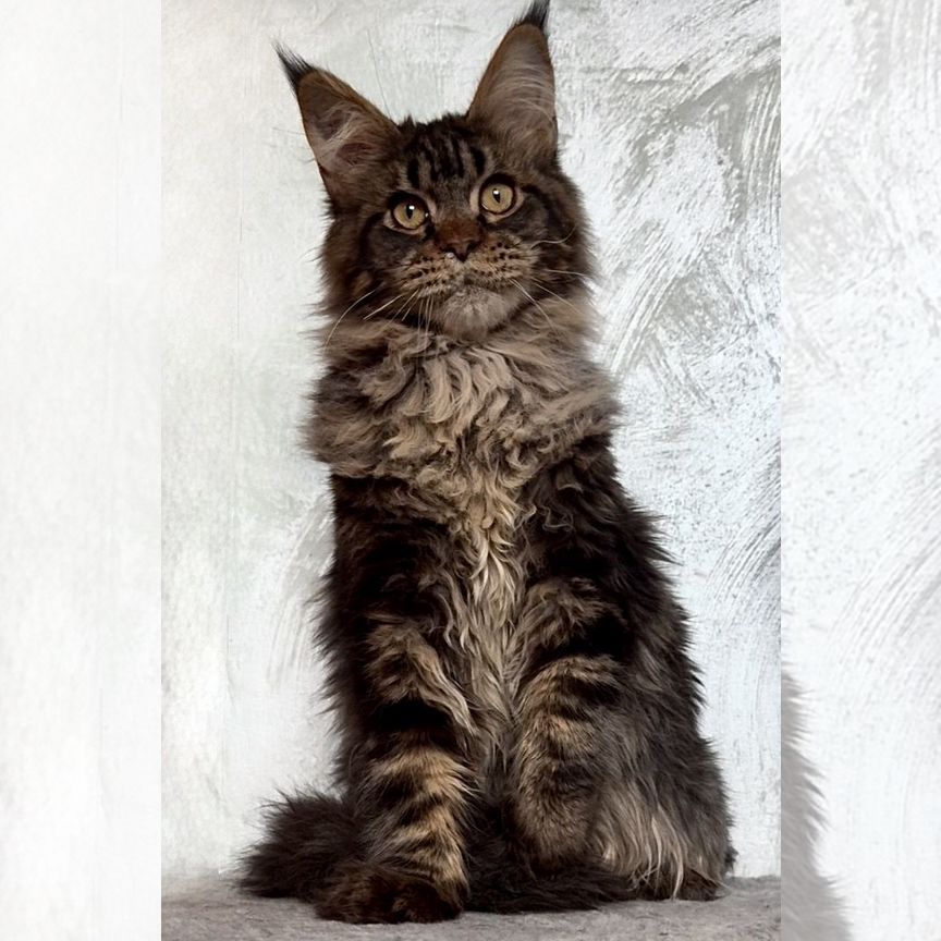 Мейн-кун котёнок