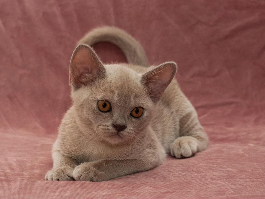 Бурманский котёнок