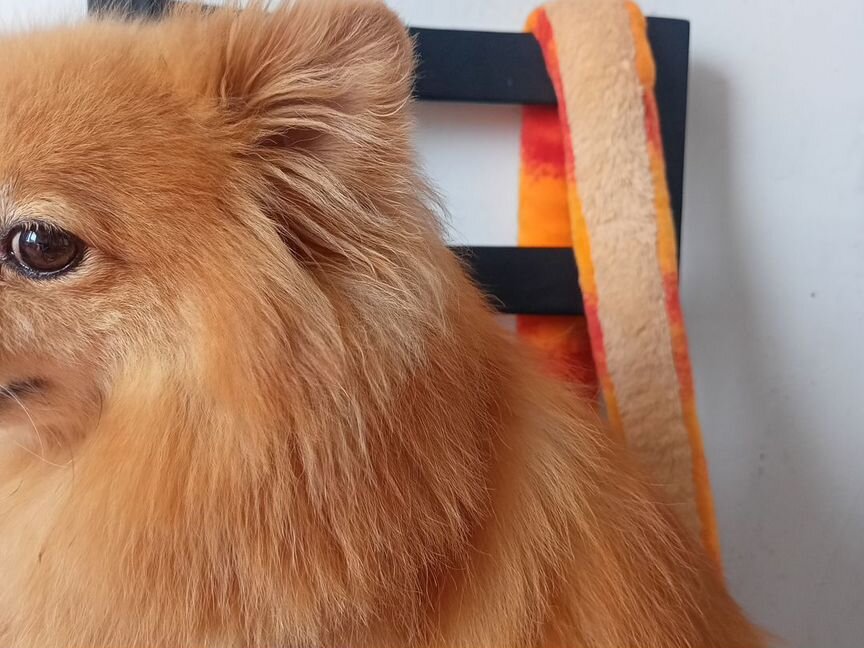 Шпиц девочка 11мес