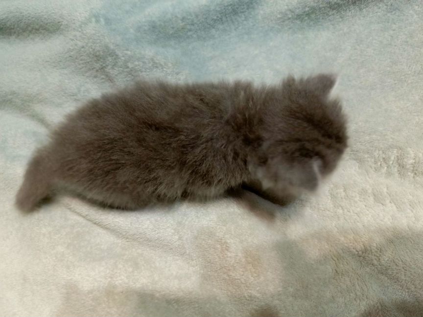 Котятки перс