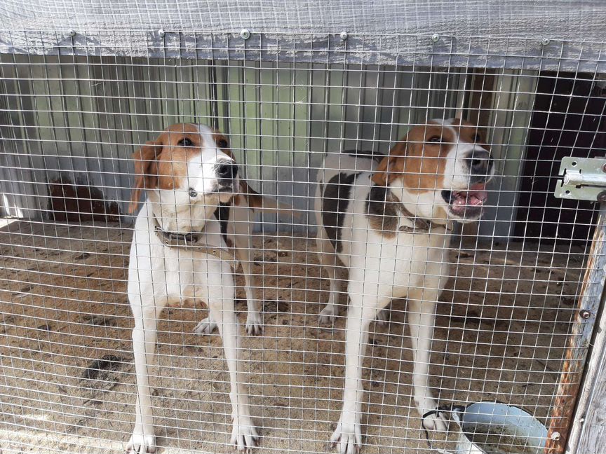 Щенки пегой гончей