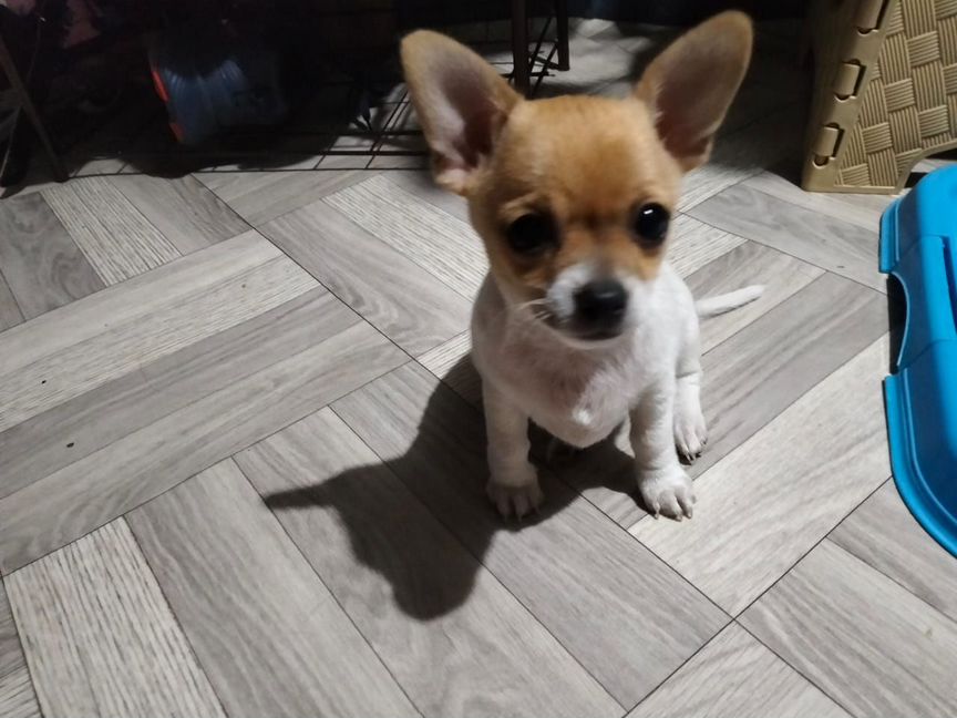 Щенки чихуахуа мини девочка и мальчик