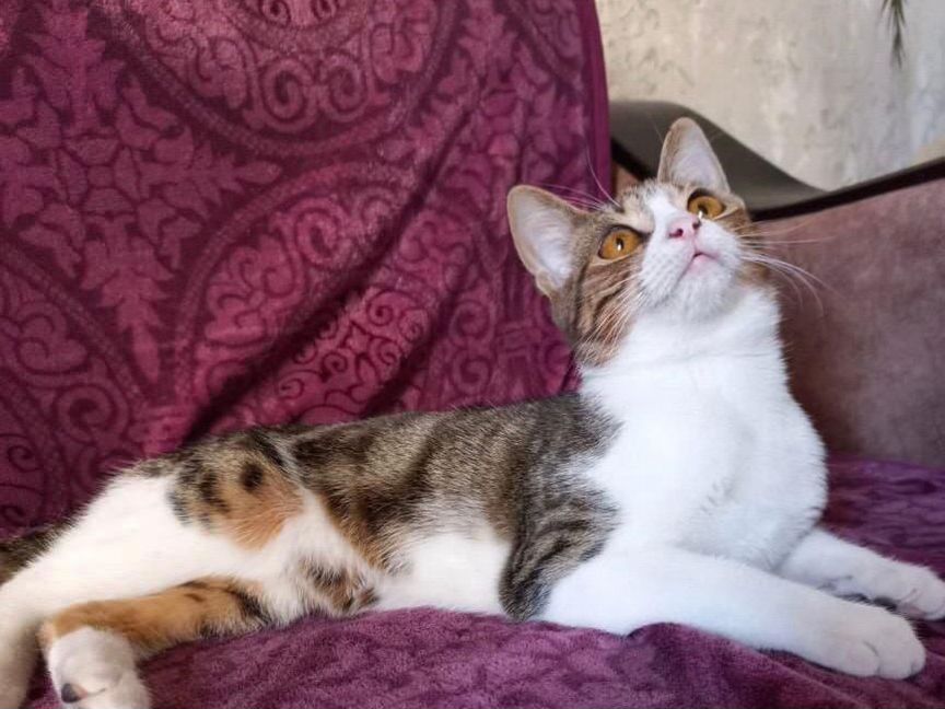 Кошечка Маруся