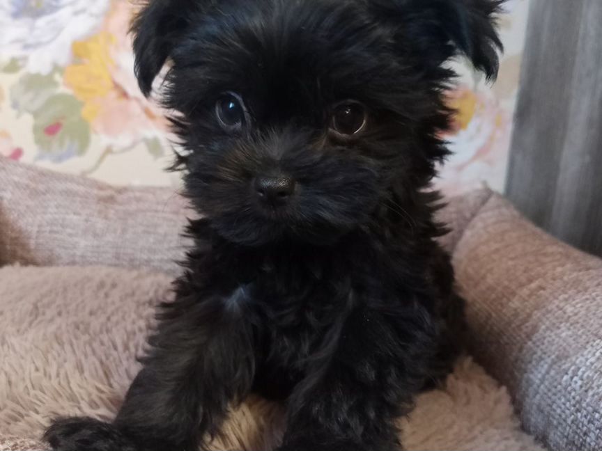 Щенки цветного йорка