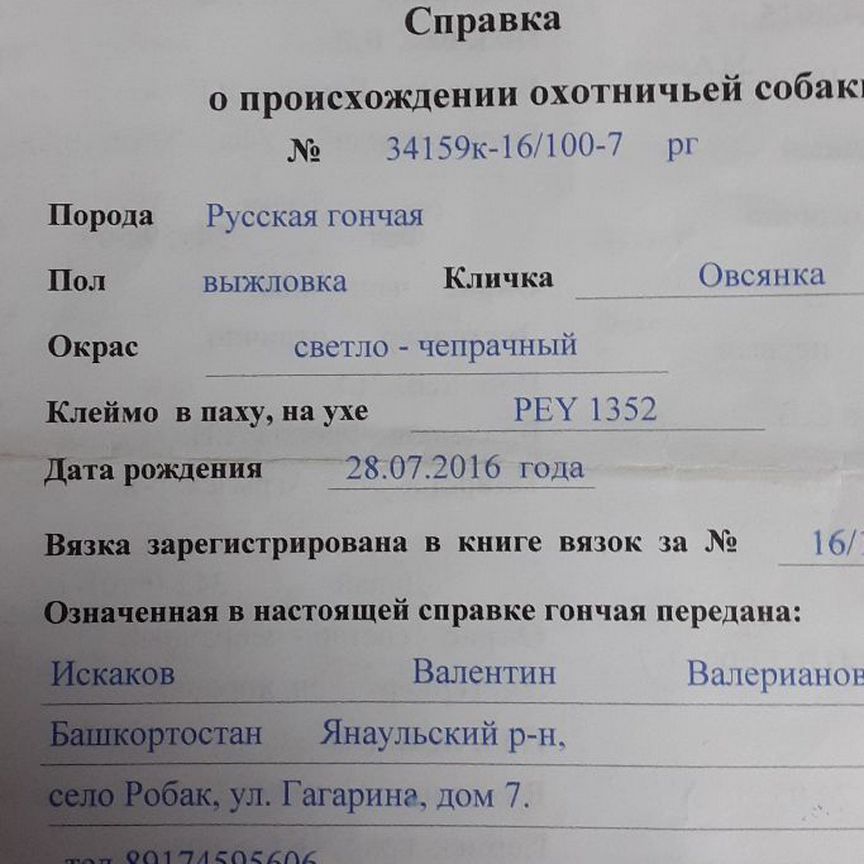 Русская гончая