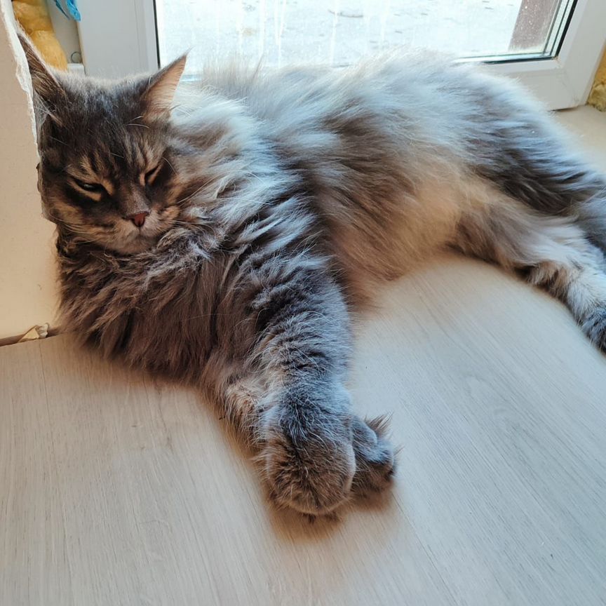 Отдам кота (полу) Мейн-кун в добрые руки