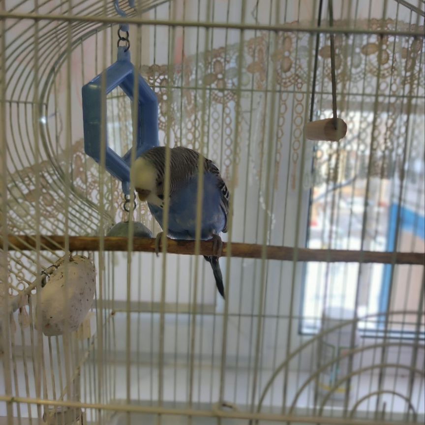 Волнистый попугай с клеткой