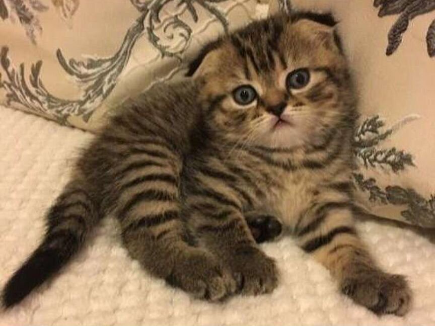 Шотландская вислоухая девчушка