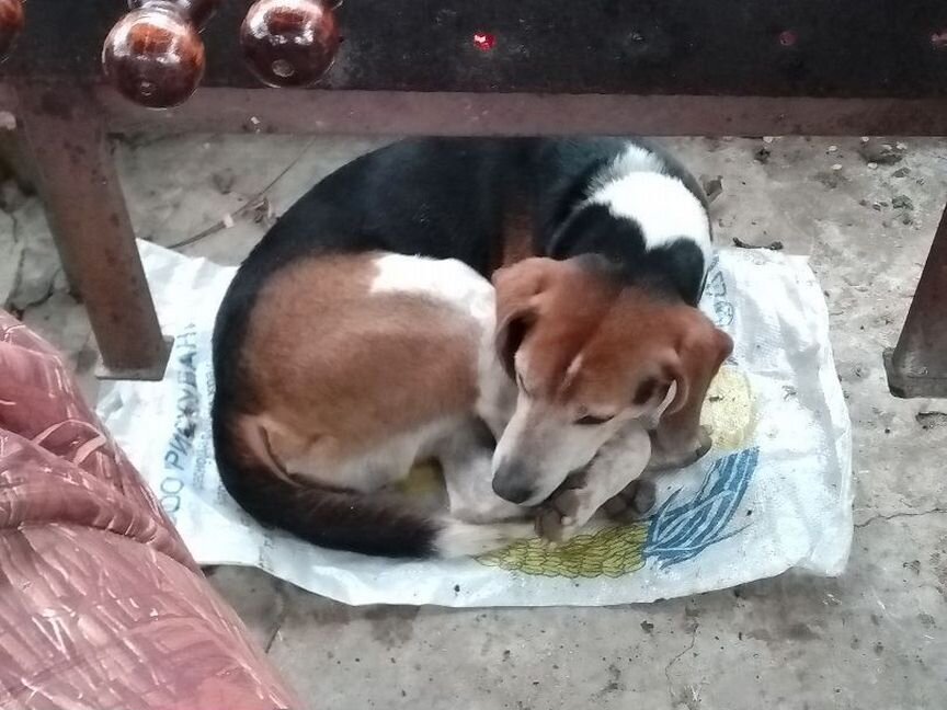 Эстонская гончая вязка