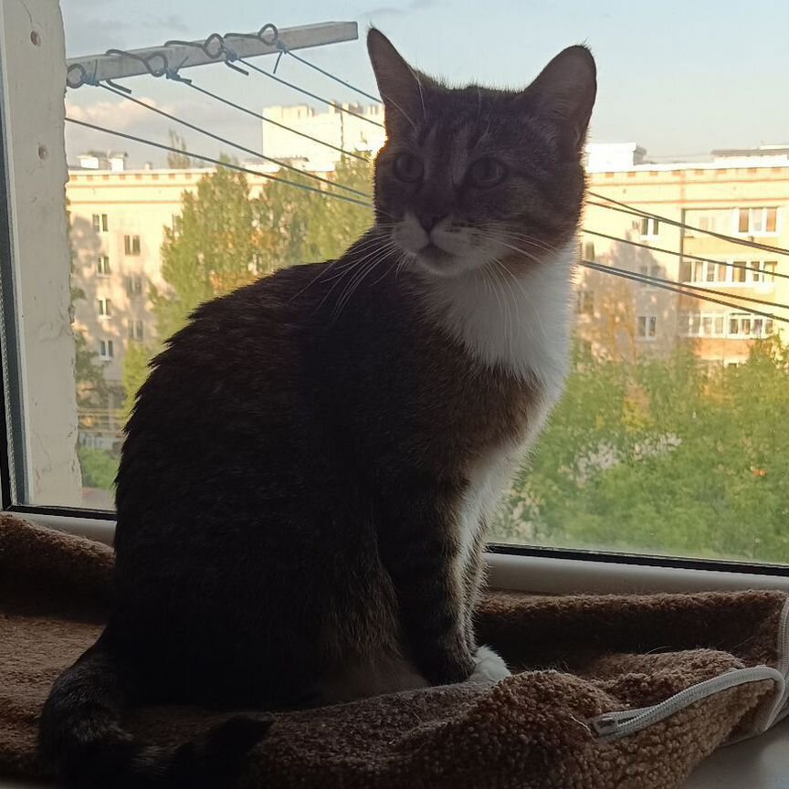 Кошечка в добрые руки
