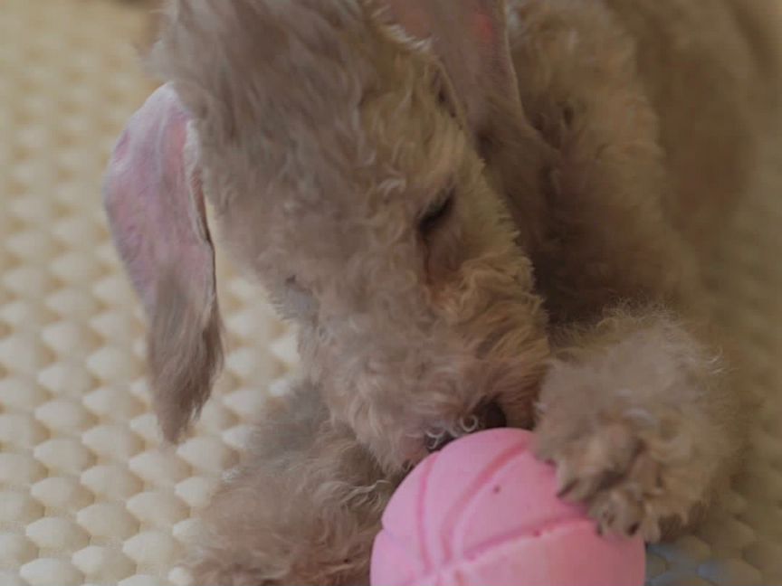 Щенки бедлингтон терьера