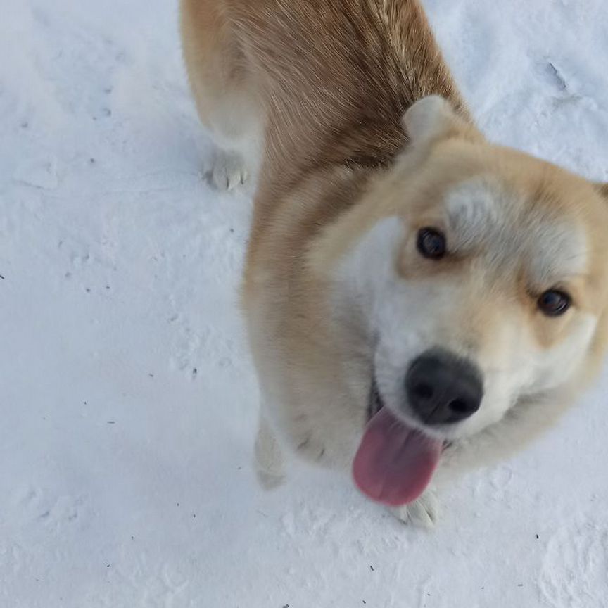 Дворовой пёс в хорошие руки В связи с переездом