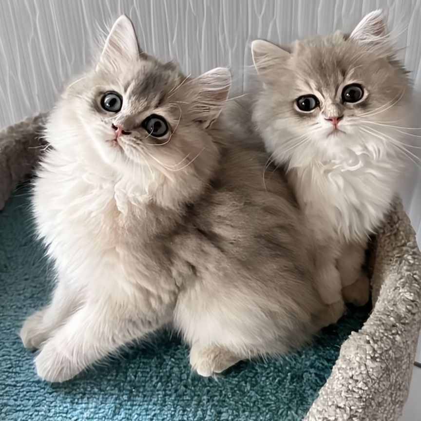 Британский длинношёрстный котёнок