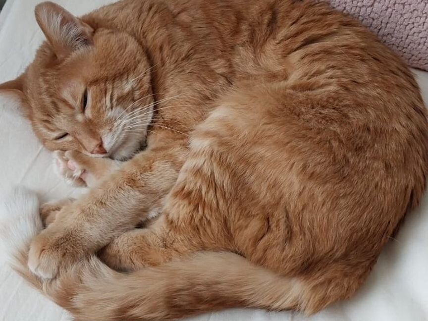 Котик бесплатно в хорошие руки