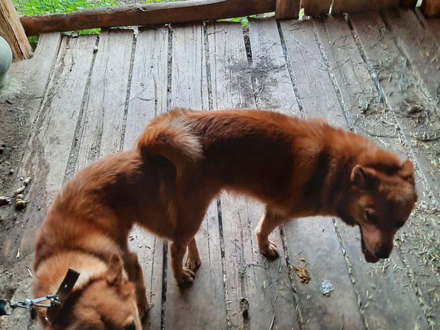 Щенки. 8 Карело финской лайки