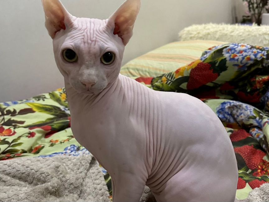 Канадский сфинкс