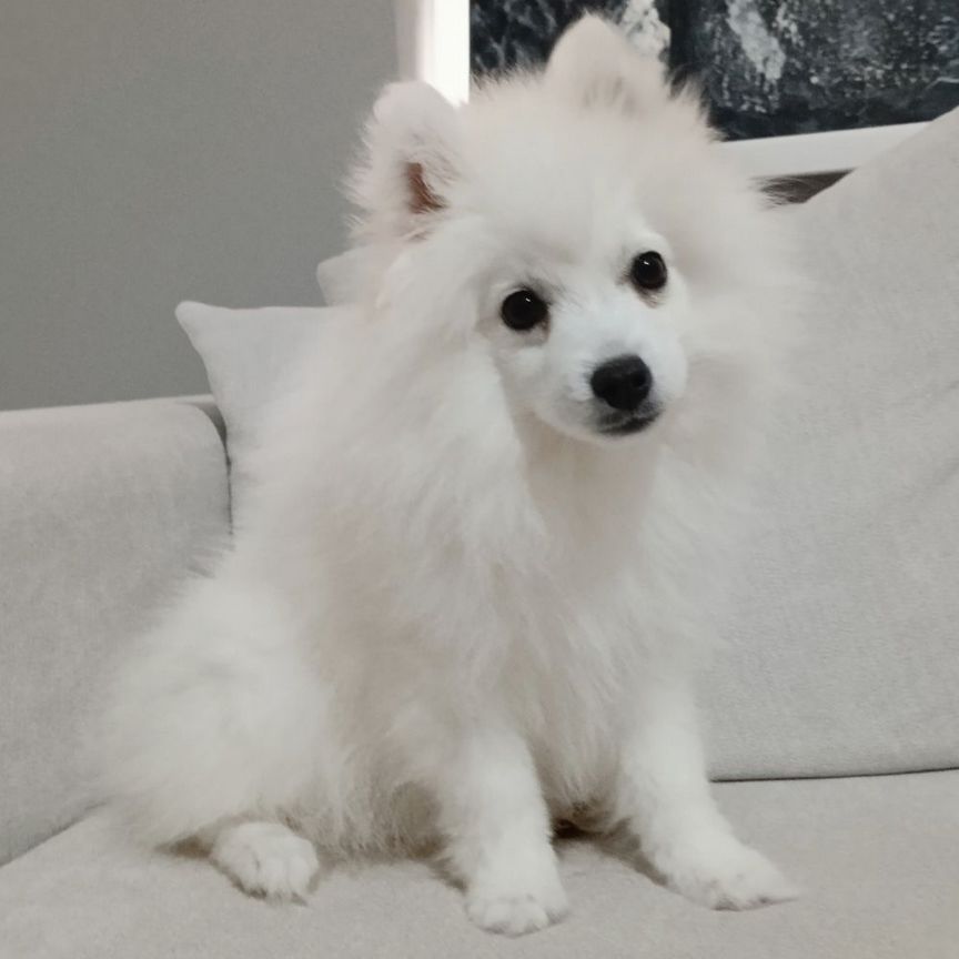 Японский шпиц, щенок