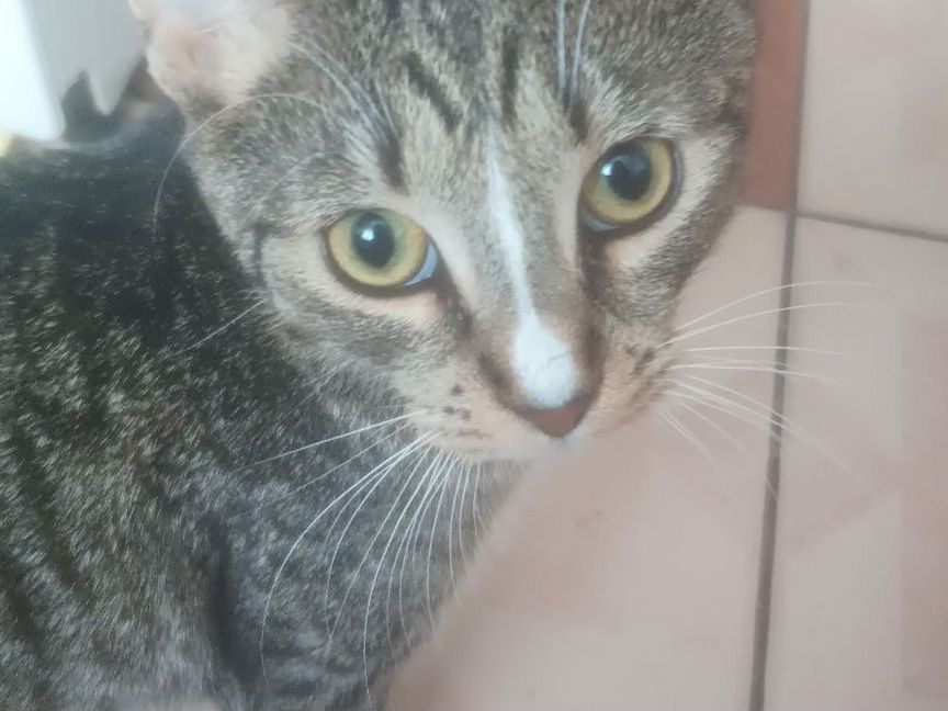 Кошка