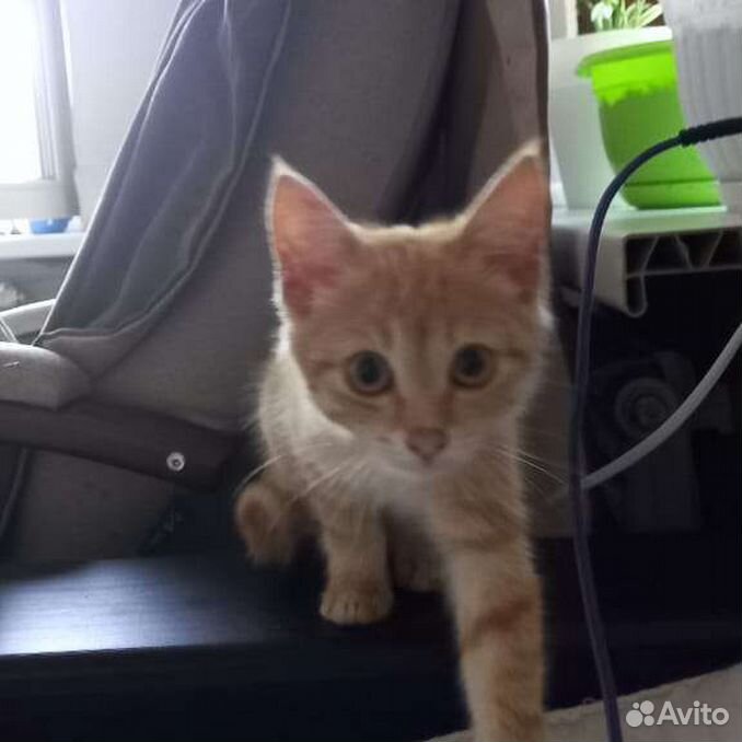 Прелестный двухмесячный котенок