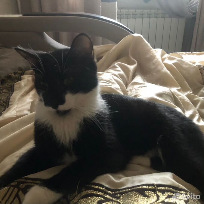 Котенок Чук