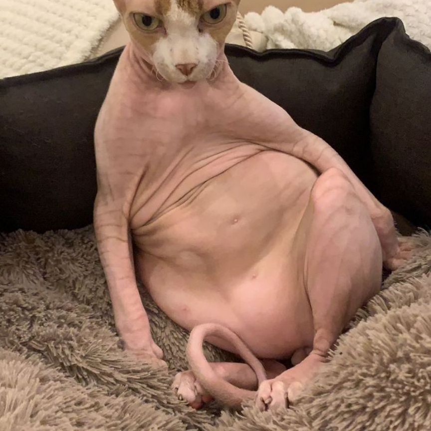 Эльф. Отдам кота