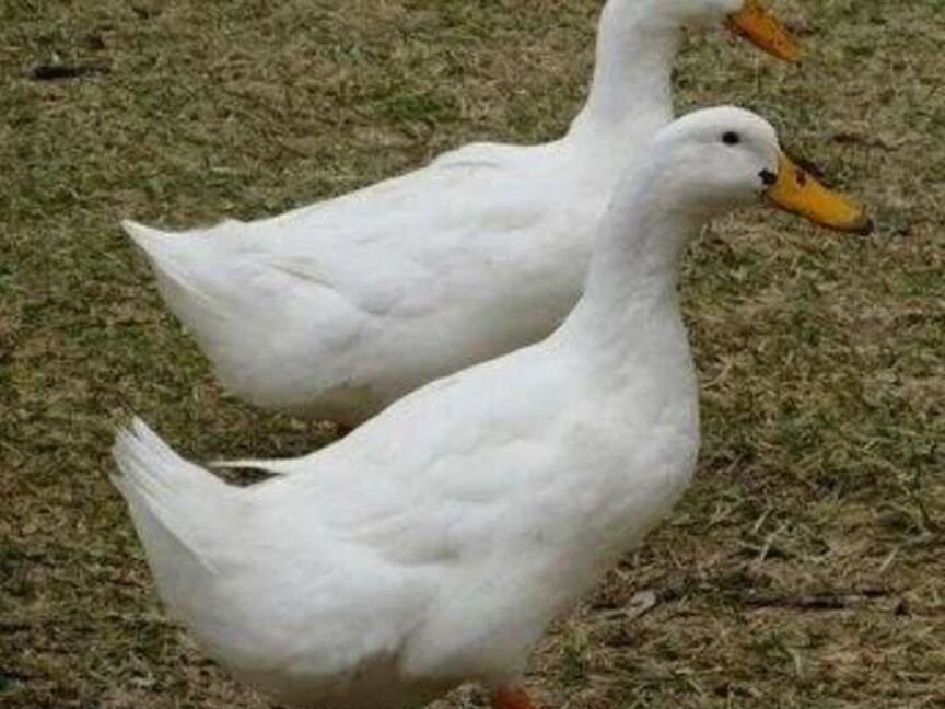 Куры доставка