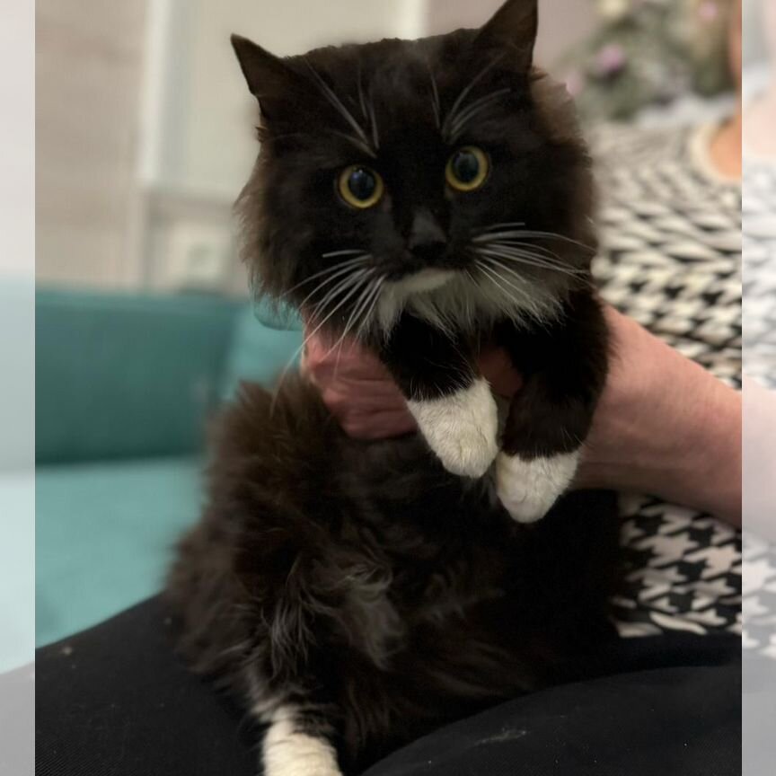 Сибирские котята