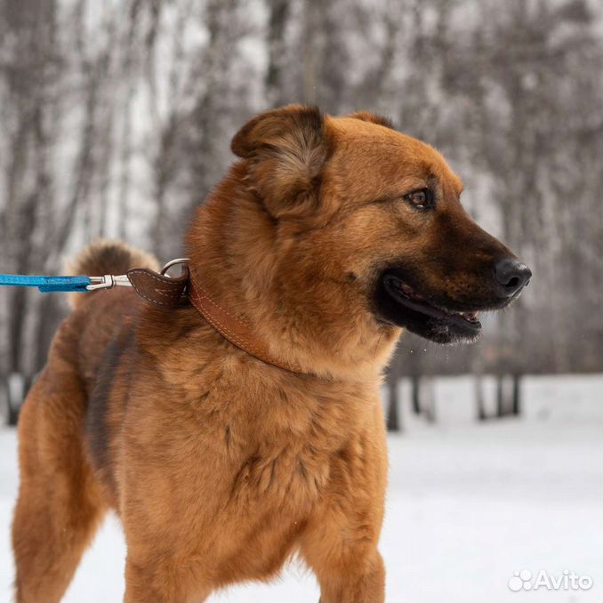 Послушный Кай ищет семью