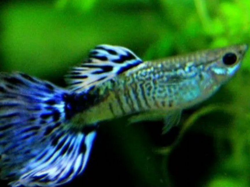Рыбы гуппи