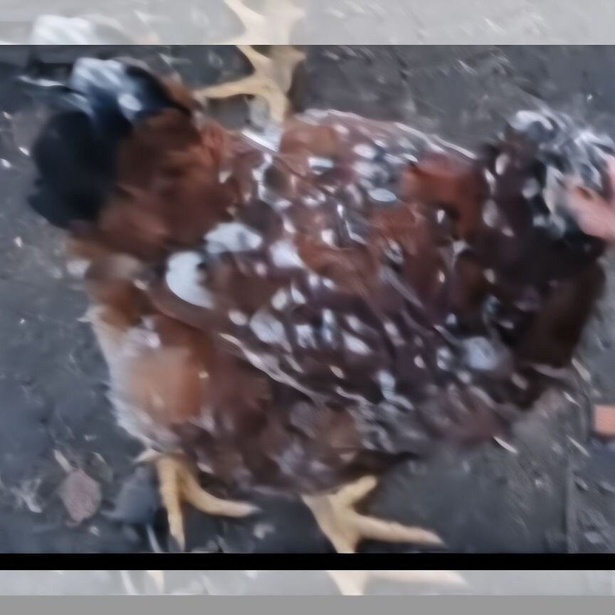 Инкубационное яйцо кур ливенских