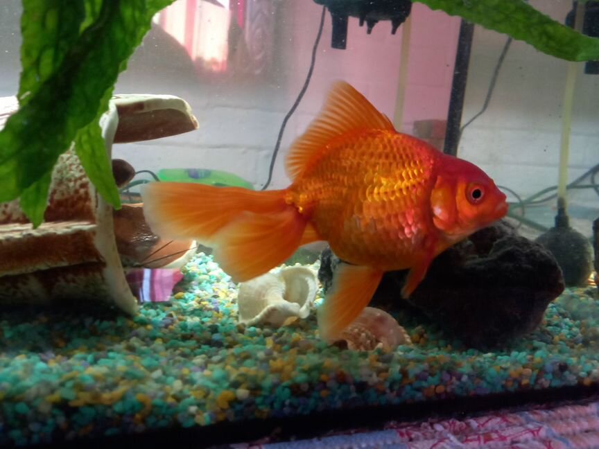 Рыбка вуалехвост (золотая рыбка)