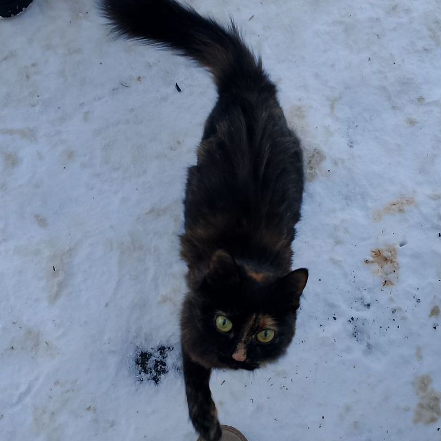 Взрослая, Девочка кошка в добрые руки