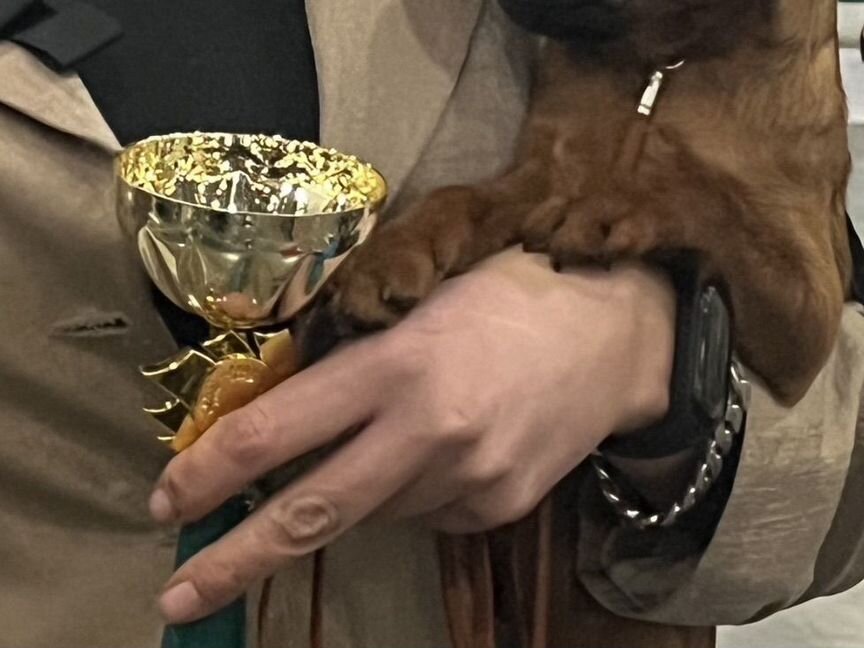 Екатерина Великая, маленький пти брабансон