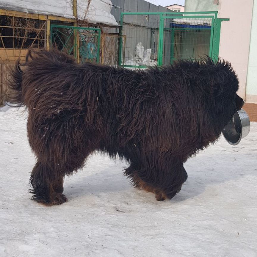Кобели Тибетский мастиф вязка