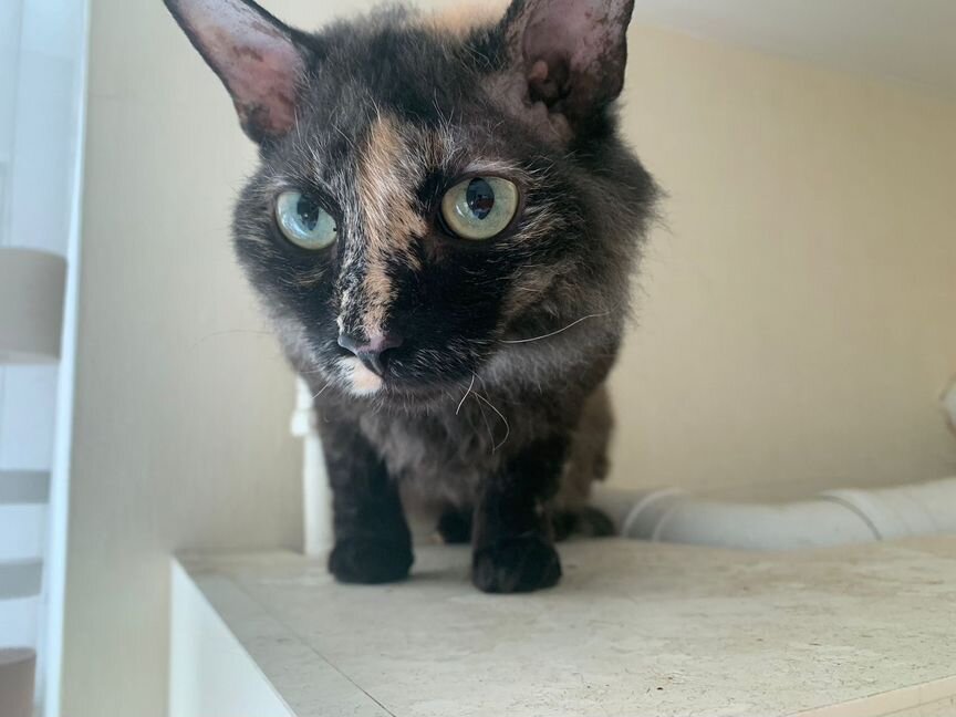 Кошки в добрые руки сфинкс