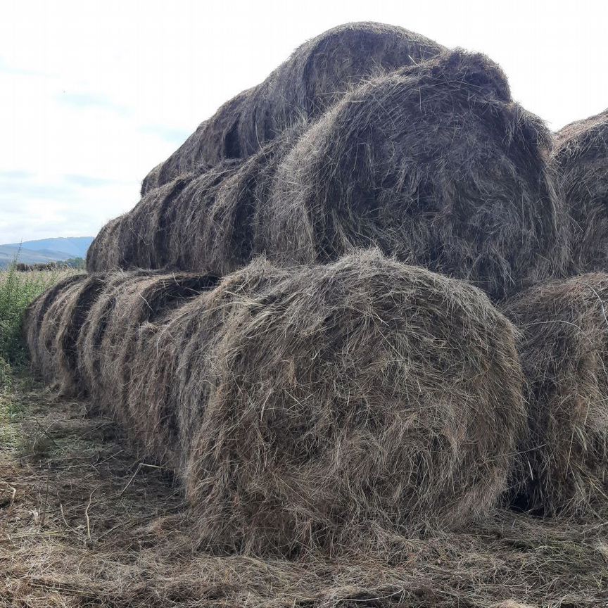 Продам сено в тюках