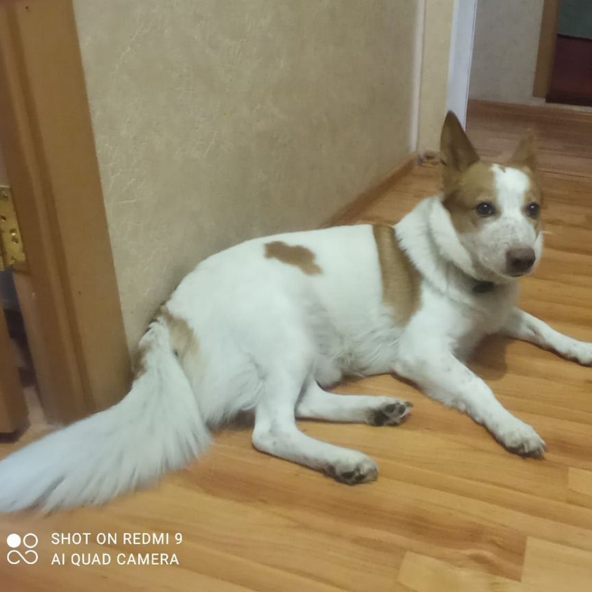 Собака в добрые руки