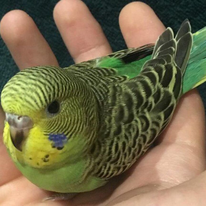 Отдам в добрые руки